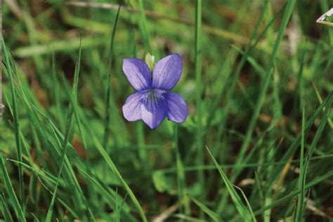 What Is The Best Herbicide For Wild Violets
