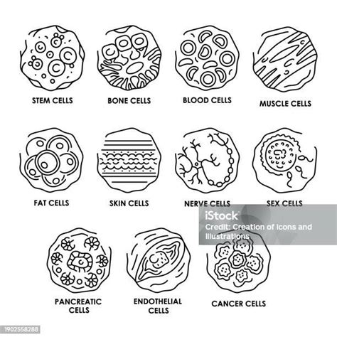Human Cells Color Line Icons Set Microorganisms Microbes Bacteria Stock Illustration Download