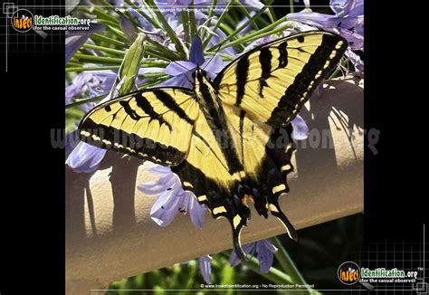 Yellow And Black Butterflies In Colorado