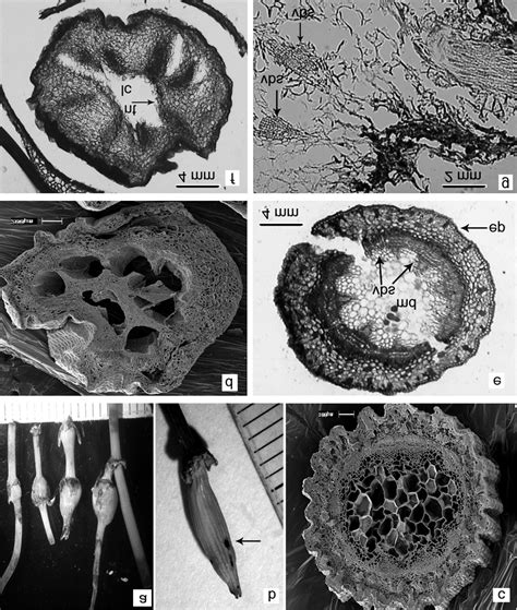 A G Ephedra Distachya A Subglobular Stem Galls In Different