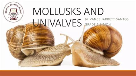 Mollusks And Univalvespptx Geology Science