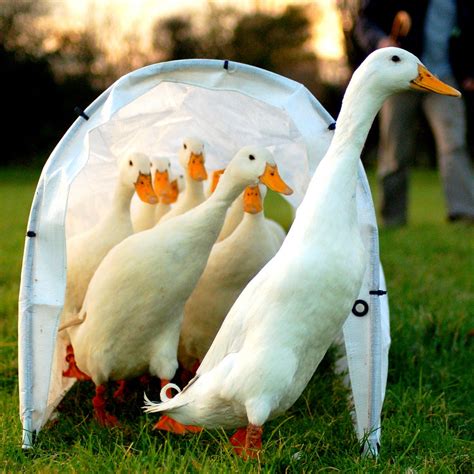 What Is Redux Ducks I Was In The Process Of Implementing By