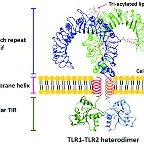 Signaling Pathways Of Tlr Surface And Endosomal Tlrs Bind To Adaptor