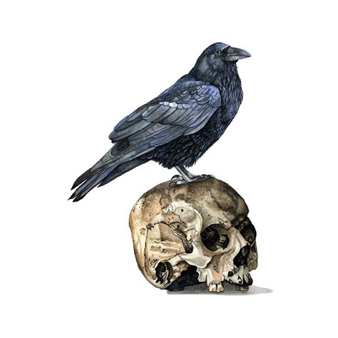 Skull With Raven Edgar Allan Poe Raven Nevermore Book Crow Black Bird