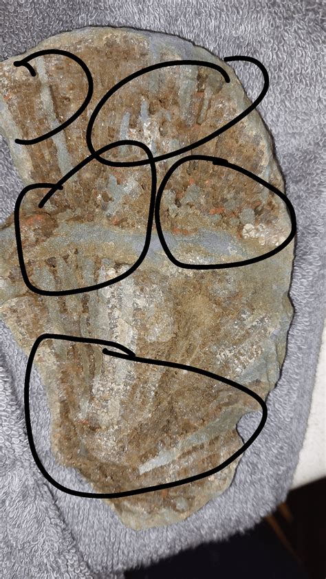 What Is This Red In My Fossil Coral Found In The Maquoketa Shale Of