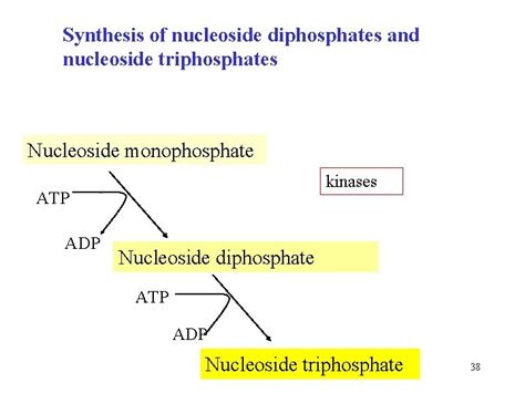 Metabolism Of Purine And Pyrimidine Nucleotides Dna Replication