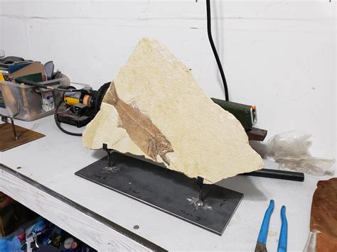 Display Stand For Large Fossil At Harrison Trethowan Blog