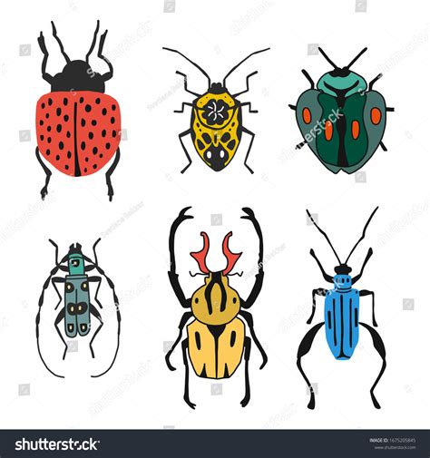 Different Types Of Beetles Poster Eurographics 50 Off