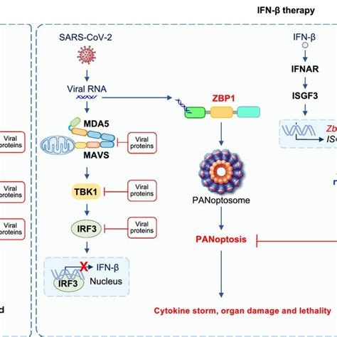 Pattern Recognition Receptor Signaling And Potential Innate Download Scientific Diagram