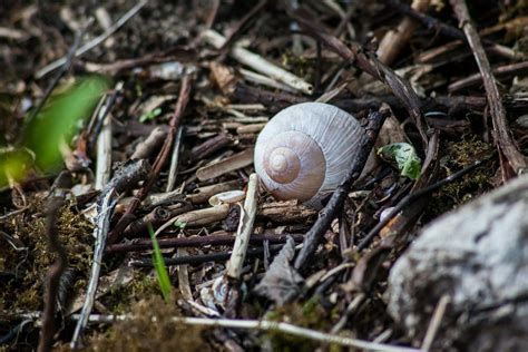 Compost For Snails How To Use Compost To Naturally Feed Snails