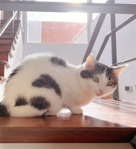 Alisa Pika Pika 💛 Fansly On Twitter I Showed You My Pet Your Turn 😎