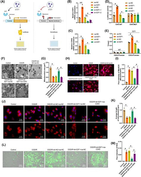 Transcriptional Regulation Of Cdk5 By E2f1 In Microglia A Schematic Download Scientific