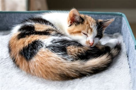 Rare Unicorn Cat Found At Rescue Center Newsweek