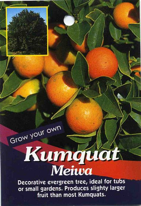 Kumquat Meiwa Buy Kumquat Decorative Evergreen Tree Ideal For