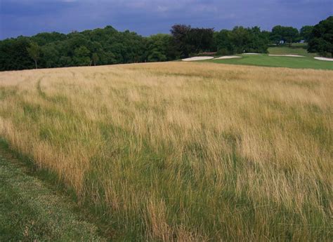 Maintaining Golf Course Naturalized Areas