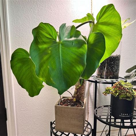 15 Best Large Leaf Philodendron Varieties Balcony Garden Web