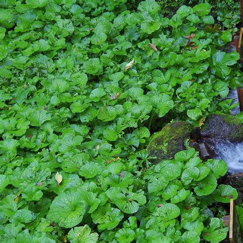 Buy Wasabi Wasabi Japonica Wasabi Japonica