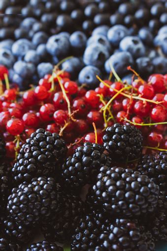 블랙베리 레드 커런트 블랙 건포도 블루베리클로즈업 여름 열매의 변화 건강한 디저트 유기농 식품 다채로운 딸기 구색 건강한 식생활 신선한 열매를 섞습니다 0명에 대한 스톡