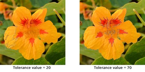 How To Use The Magic Wand Selection Tool Corel Discovery Center