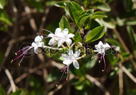 Clerodendrum Inerme Blossom Fotografía De Stock © Bakusova 48054591