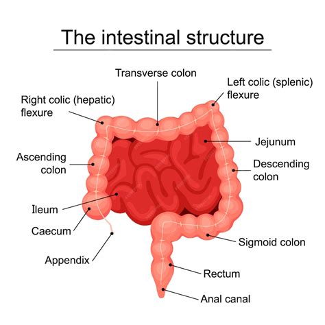 Premium Vector The Human Intestinal Structure Medical Diagram