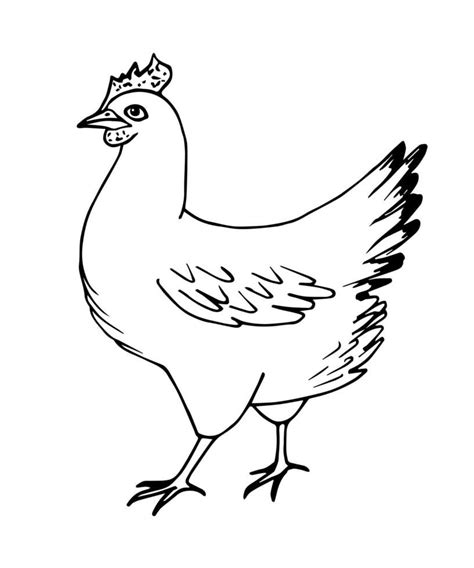 Hand Drawn Chicken Sketch Hen Drawing Black And White