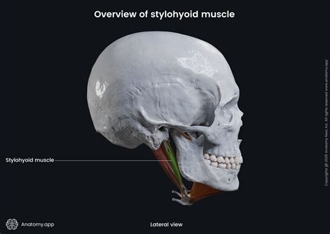 Stylohyoid Lateral View Anatomyapp