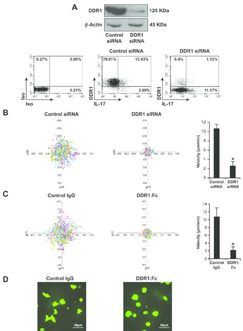 Ddr1 Promotes Human Th17 Motility In 3d Collagen A Ddr1 Expression Is Download Scientific