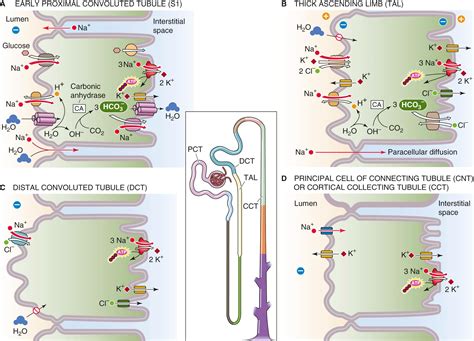 Transport Of Sodium And Chloride Clinical Tree