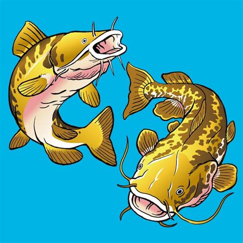 Premium Vector Set Of Flathead Catfish For Premium Pack