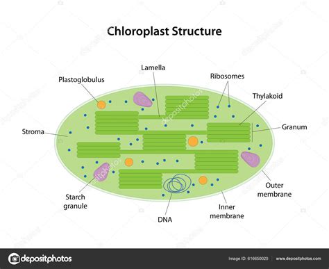 Thylakoid Structure