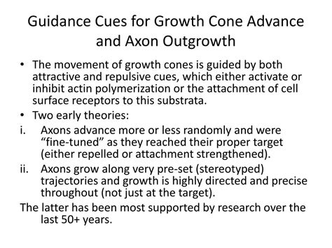 Ppt Axon Outgrowth And Pathfinding Powerpoint Presentation Free