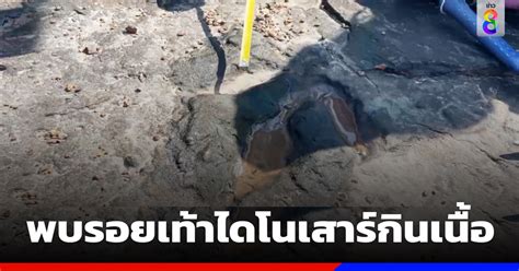 ฮือฮา พบรอยเท้าไดโนเสาร์กินเนื้อแห่งใหม่