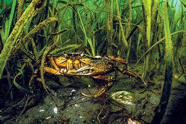 Fighting The European Green Crab Invasion Dan World
