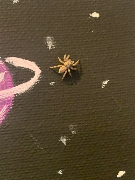The Tiny Spider That Lives In My Room She So Small I Lomb Her