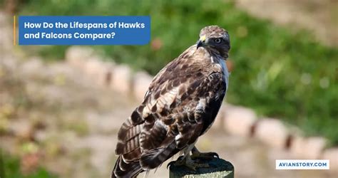 Hawks Vs Falcons A Detailed Comparison Of Raptors