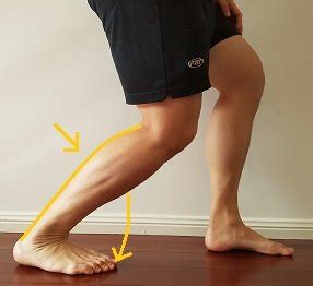10 Stretches For Soleus Posture Direct