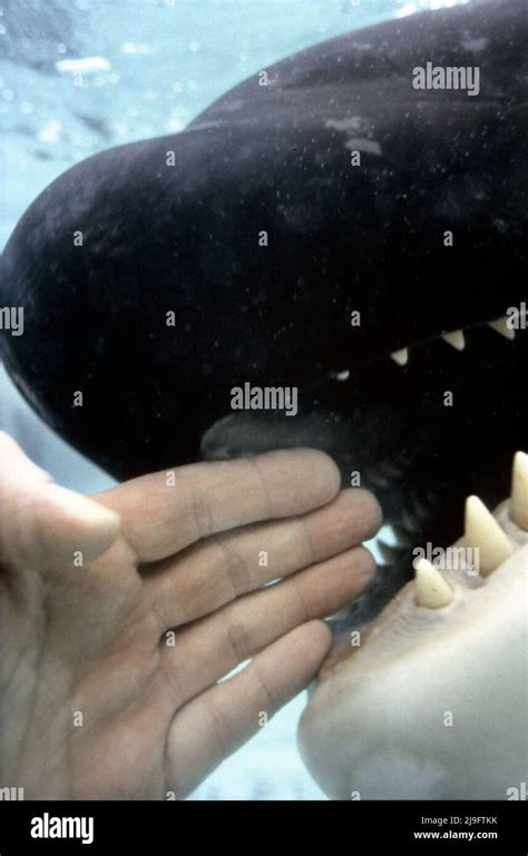 Killer Whales Teeth Shark Vs Whale Who Would Win The Battle