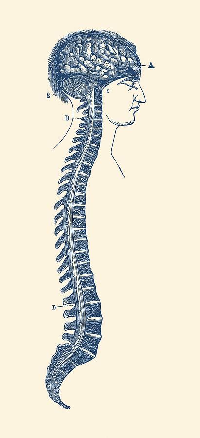 Spinal Cord Drawing At PaintingValley Explore Collection Of Spinal Cord Drawing