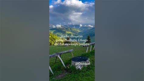 Mammaaksa Oromoo Youtube