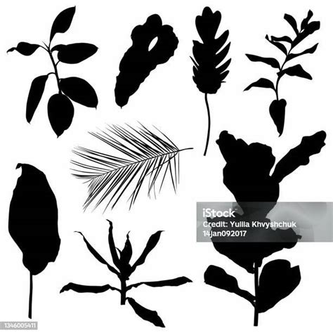 이국적인 나뭇잎 실루엣 세트 블랙 서머타임 포스터 이국적인 열대 꽃과 해변 파티를위한 스크랩 북 요소의 컬렉션 0명에 대한 스톡 벡터 아트 및 기타 이미지 Istock