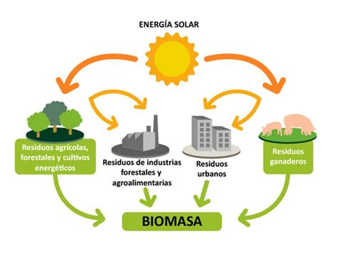 Descubre Los Beneficios De La Biomasa Como Energía Renovable ¿por Qué