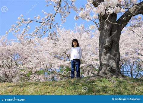 Japanese Babe Girl And Cherry Blossoms Stock Image Image Of Human Female