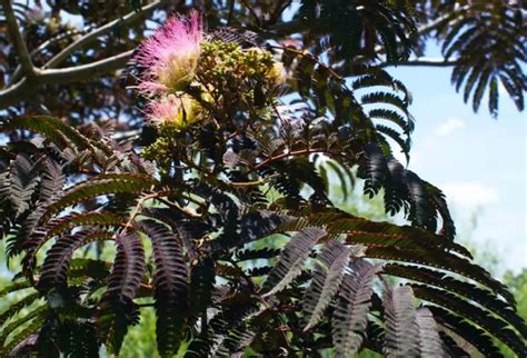 Chocolate Mimosa Tree Detailed Care And Growing Guide