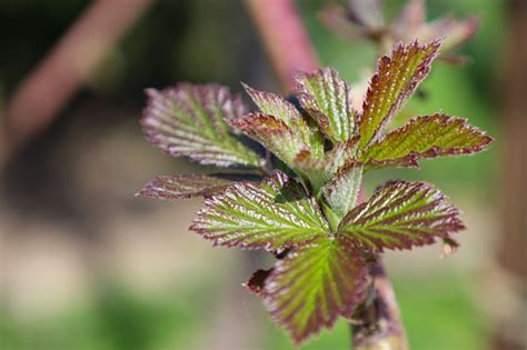 밝은 녹색 잎과 붉은 잎을 가진 어린 라즈베리 싹이 흐릿한 빛 배경에 펼쳐져 있습니다 각 복합 잎 잎은 여러 개의 톱니 모양의 전단지로 구성됩니다 0명에 대한 스톡 사진 및