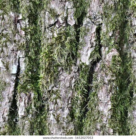 Photo Realistic Seamless Texture Pattern Tree Stock Photo Shutterstock