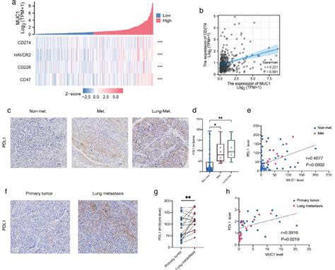 Correlation Of Muc1 With Immune Checkpoints In Tumor Immune Download Scientific Diagram