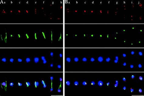 Cellular Localization Of Bub1 Through The Mitotic Cell Cycle Cells Download Scientific Diagram