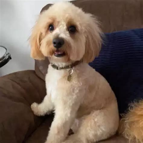 Cavapoo Dogs For Adoption