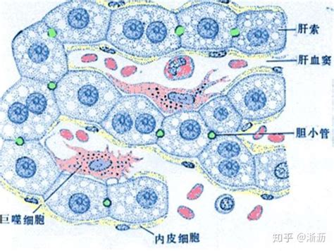 肝脏和胰脏（消化腺） 知乎